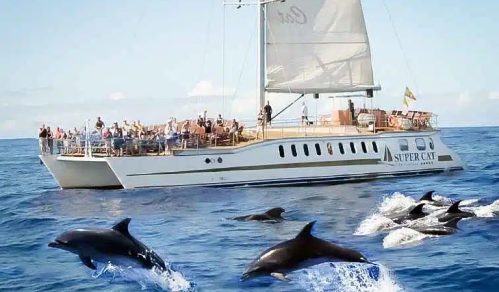 Top Boat Trips in Gran Canaria for 2024 | This is Gran Canaria